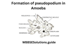 WBBSE Solutions For Class 10 Life Science And Environment Chapter 1 ...