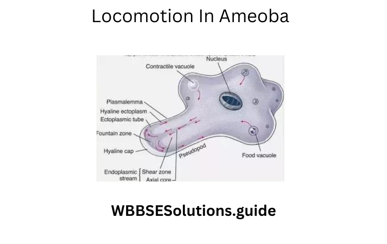 WBBSE Solutions For Class 10 Life Science And Environment Chapter 1 ...
