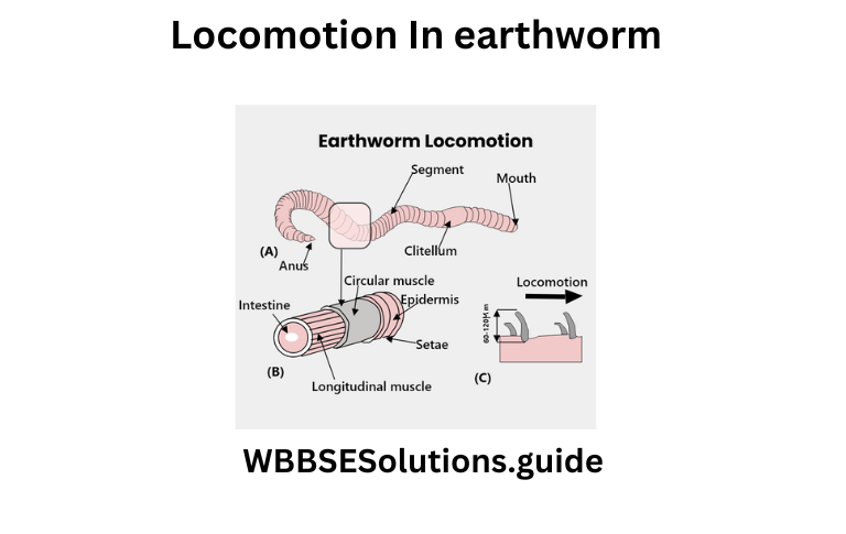 WBBSE Solutions For Class 10 Life Science And Environment Chapter 1 ...