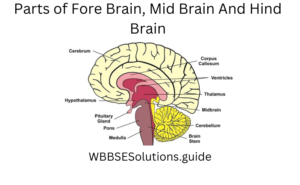 WBBSE Solutions For Class 10 Life Science And Environment Chapter 1 ...