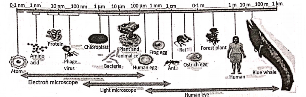 WBBSE Notes For Class 8 General Science And Environment Chapter 6 ...
