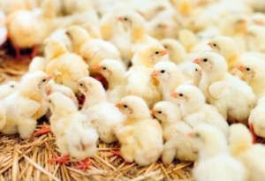 WBBSE Notes For Class 8 General Science And Environment Chapter 8 Human ...