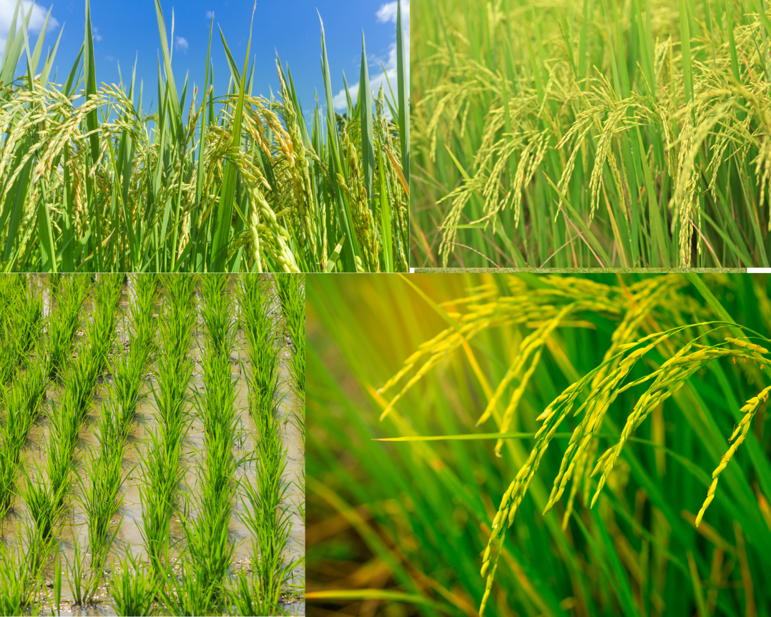 WBBSE Notes For Class 8 General Science And Environment Chapter 8 Human ...