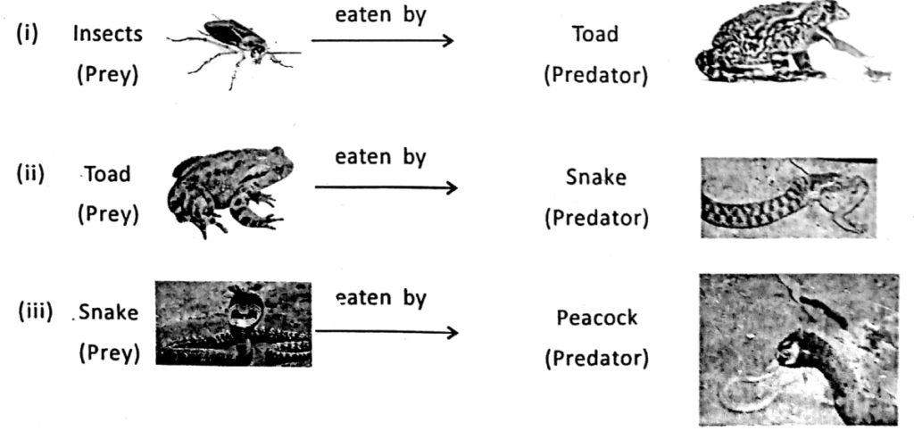 WBBSE Notes For Class 6 General Science And Environment Chapter 1 ...