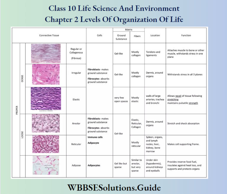 WBBSE Solutions For Class 10 Life Science Chapter 2 Levels Of ...