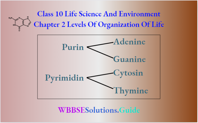 WBBSE Solutions For Class 10 Life Science Chapter 2 Levels Of ...