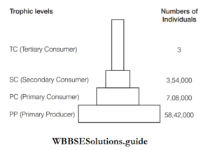 NEET Biology Ecological Pyramids Multiple Choice Question And Answers ...