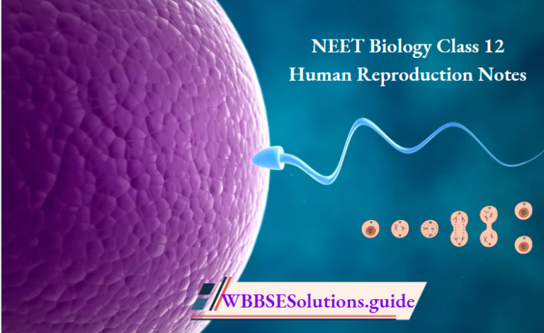 NEET Biology Class 12 Human Reproduction Notes - WBBSE Solutions