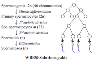 NEET Biology Class 12 Human Reproduction Notes - WBBSE Solutions