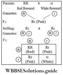 NEET Biology Class 12 Principles Of Inheritance And Variation Notes ...