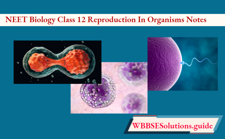 NEET Biology Class 12 Reproduction In Organisms Notes - WBBSE Solutions
