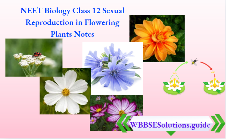 NEET Biology Class 12 Sexual Reproduction in Flowering Plants Notes ...