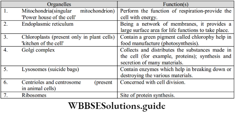 NEET Biology Class 7 Chapter 1 Basic Biology Notes - WBBSE Solutions