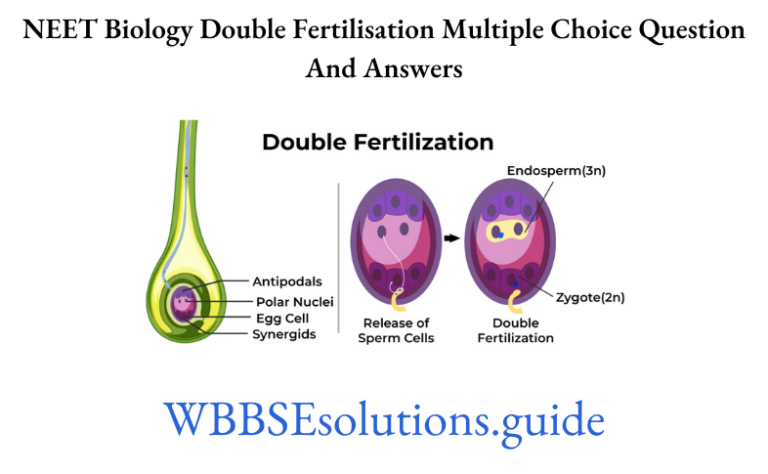 NEET Biology Double Fertilisation Multiple Choice Question And Answers ...