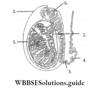 NEET Biology Male Reproductive System Multiple Choice Question And ...