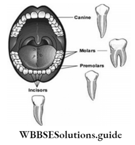 NEET Biology Class 7 Chapter 6 Digestion Notes - WBBSE Solutions