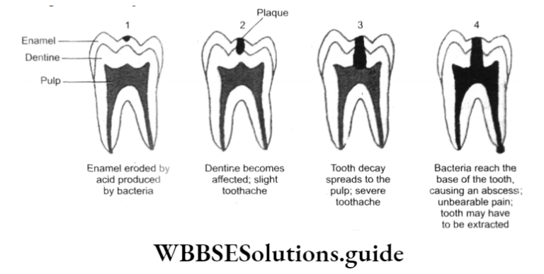 NEET Biology Class 7 Chapter 6 Digestion Notes - WBBSE Solutions