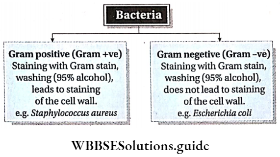 Archaebacteria Characteristics and Types Notes - WBBSE Solutions