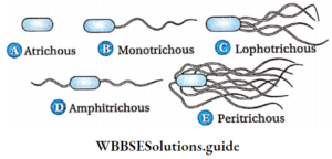 WBBSE Solutions - West Bengal Board Solutions for Class 6, 7, 8, 9 and 10