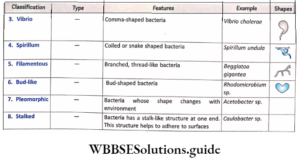 Archaebacteria Characteristics and Types Notes - WBBSE Solutions