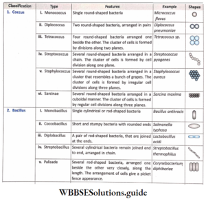Archaebacteria Characteristics and Types Notes - WBBSE Solutions
