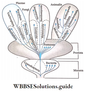 Classification System Of Living Organisms Notes - WBBSE Solutions