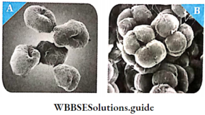 Archaebacteria Characteristics and Types Notes - WBBSE Solutions