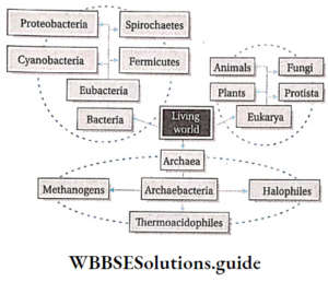 Classification System Of Living Organisms Notes - WBBSE Solutions