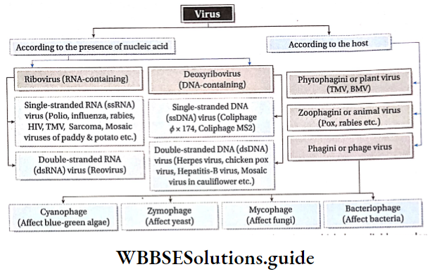 Biological Classification Important Notes - WBBSE Solutions