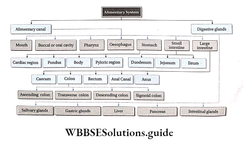 Digestion And Absorption Notes - WBBSE Solutions