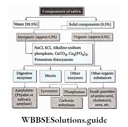 Digestion And Absorption Notes - WBBSE Solutions