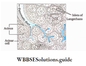 Digestion And Absorption Notes - WBBSE Solutions
