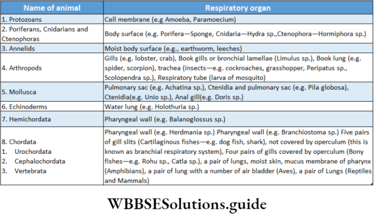 Breathing And Exchange Of Gases Notes - WBBSE Solutions