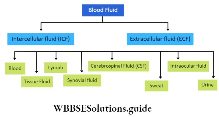 Body Fluids And Circulation Notes - WBBSE Solutions