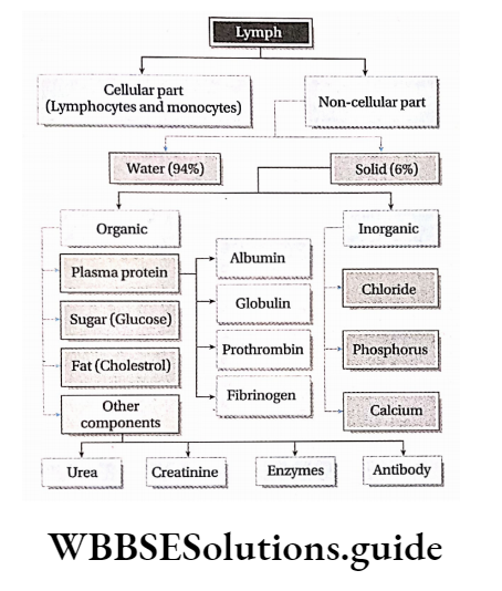 Body Fluids And Circulation Notes - WBBSE Solutions