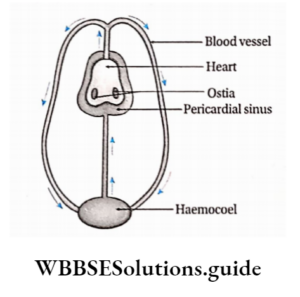WBCHSE Class 11 Biology Notes For Circulatory System - WBBSE Solutions