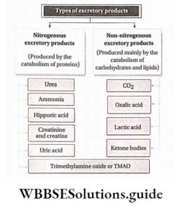Excretory Products And Their Elimination Notes - WBBSE Solutions