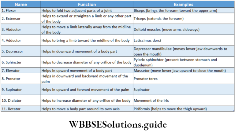 Locomotion And Movement Notes - WBBSE Solutions