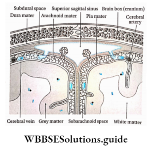 Neural Control And Coordination Notes - WBBSE Solutions