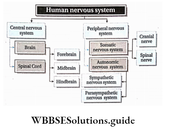 Neural Control And Coordination Notes - WBBSE Solutions