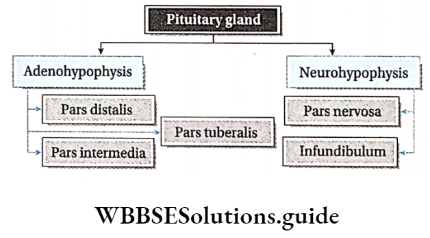 Chemical Coordination and Integration Notes - WBBSE Solutions