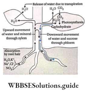Translocation Of Mineral Ions Notes - WBBSE Solutions