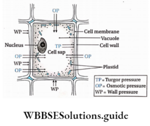 What Is Osmosis? - Definition, Types, Osmotic Pressure - WBBSE Solutions