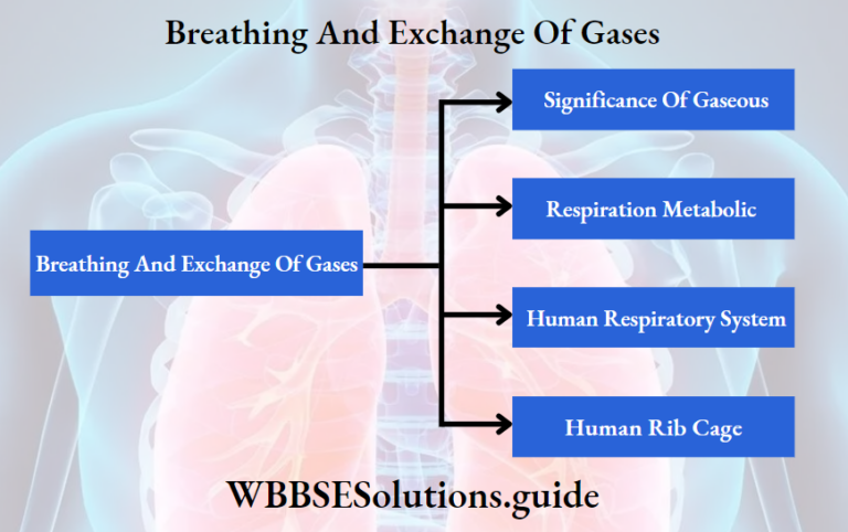 Breathing And Exchange Of Gases Question And Answers - WBBSE Solutions