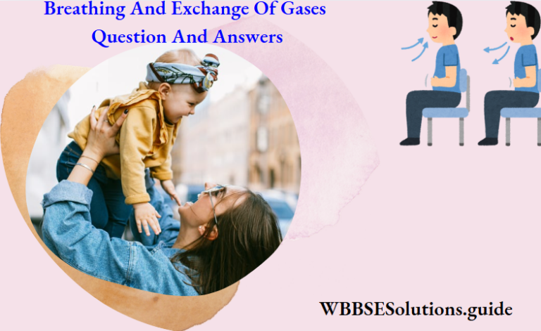 Breathing And Exchange Of Gases Question And Answers - WBBSE Solutions