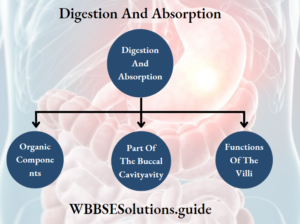 Digestion And Absorption Question and Answers - WBBSE Solutions