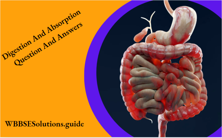 Digestion And Absorption Question and Answers - WBBSE Solutions