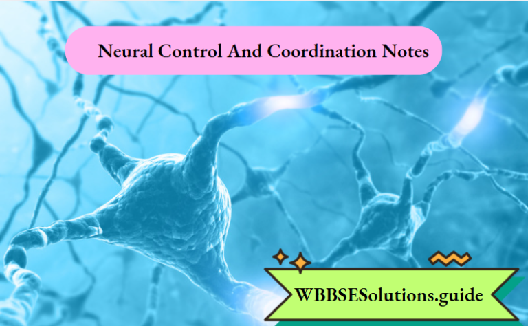 Neural Control And Coordination Notes - WBBSE Solutions