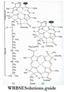 Chlorophyll - Structure and Function, Chloroplast Notes - WBBSE Solutions