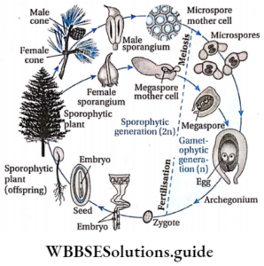 Characteristics And Classification Of Gymnosperms - WBBSE Solutions